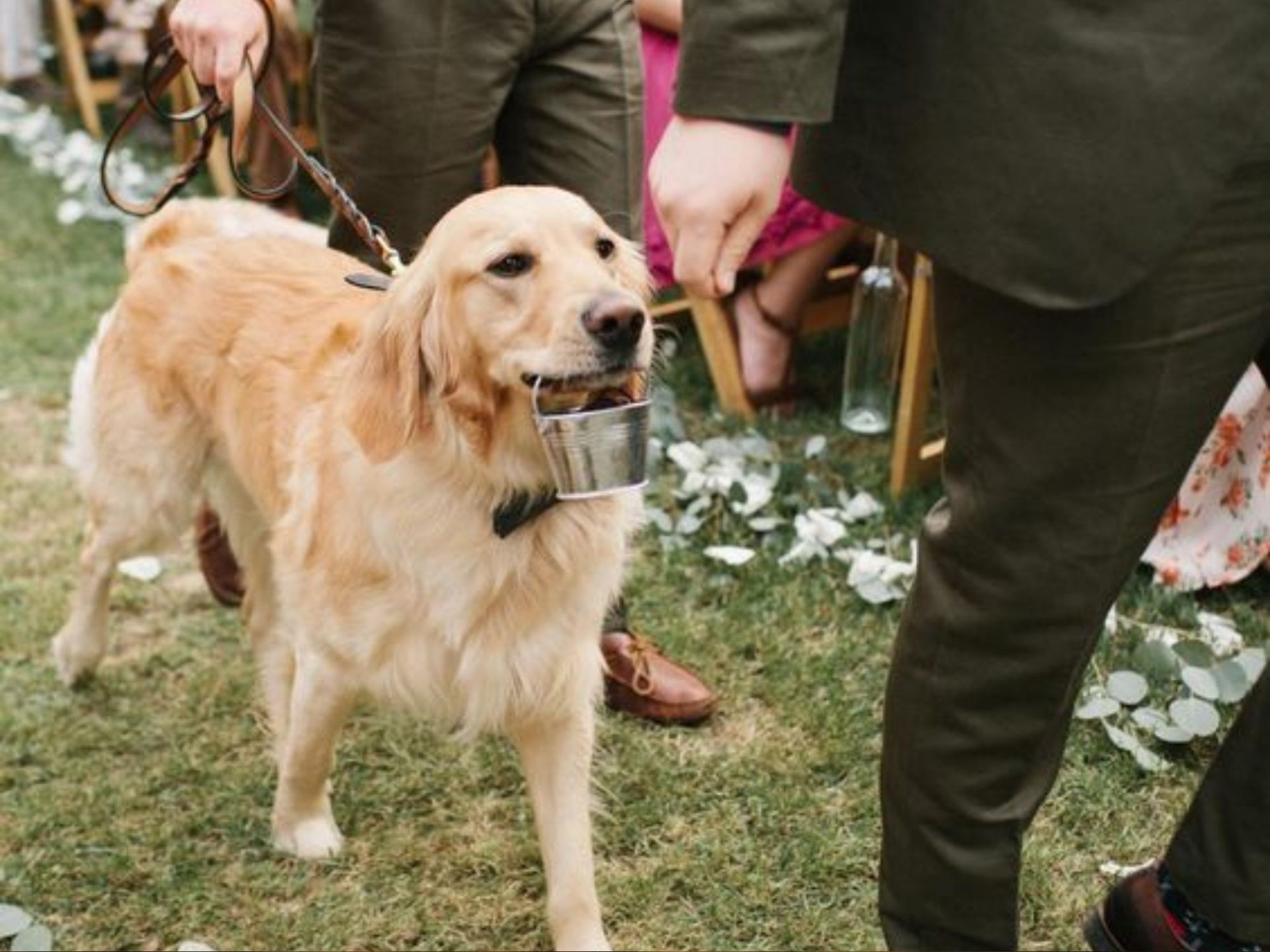 20 Quirky Ways To Include Your Pets on Your Wedding Day